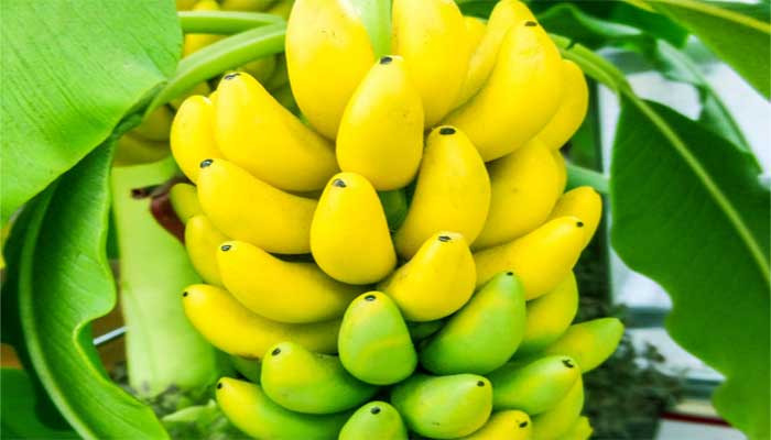 20 Fakta Unik Dan Menarik Pohon Pisang - CakWiCak