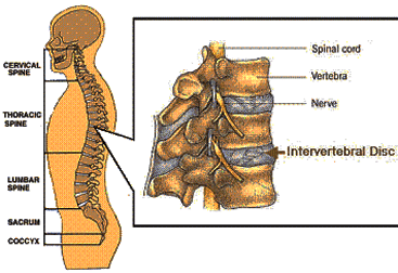 Ruas - Ruas Tulang Belakang (Kolumna Vertebralis) Sistem Rangka ...