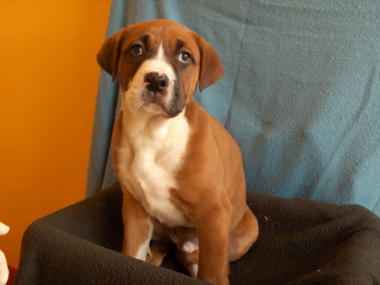 Beagle Boxer: St Bernard Boxer Mix
