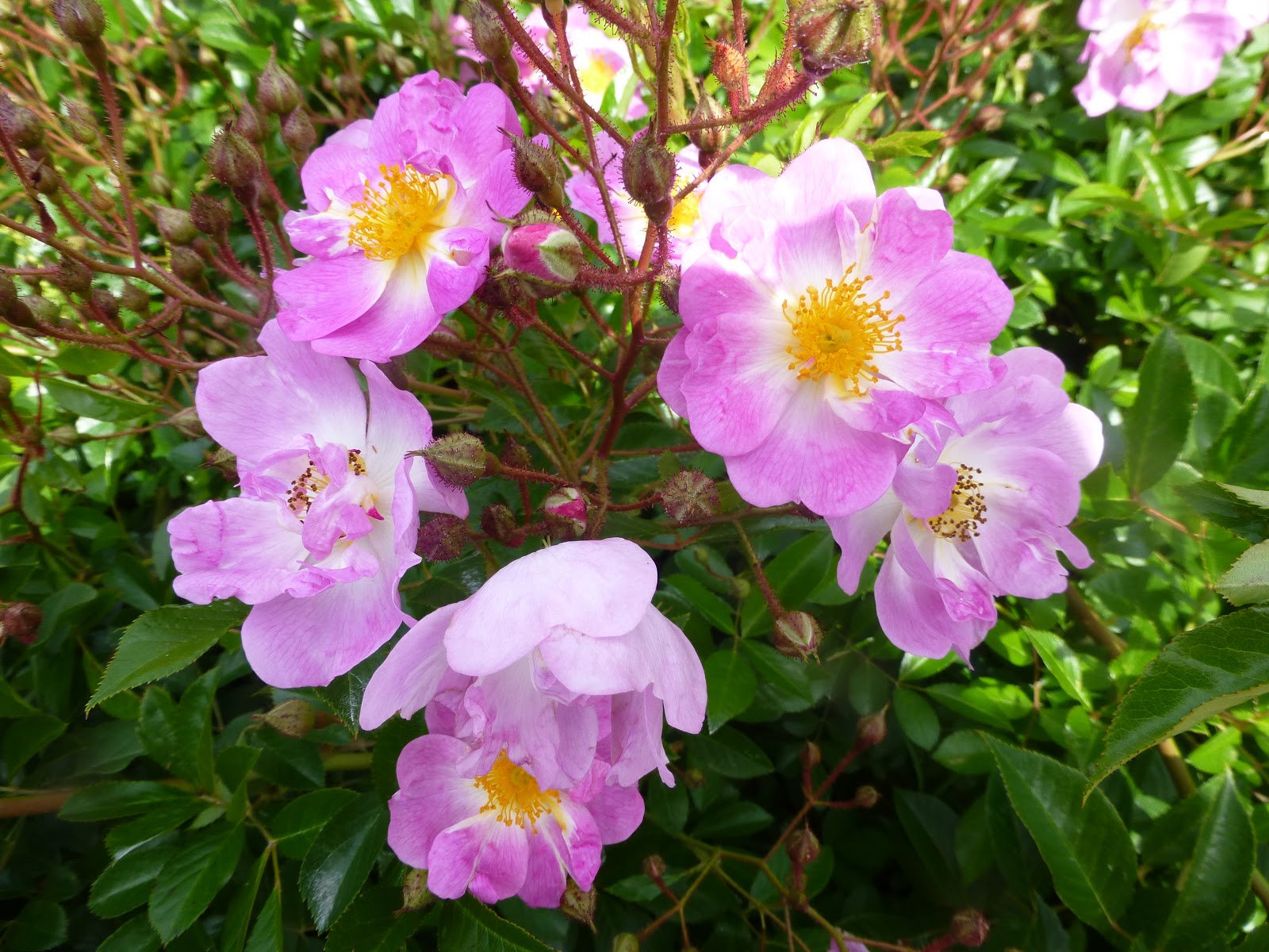 PakoFLORES: Rosa violeta 6-6-2020