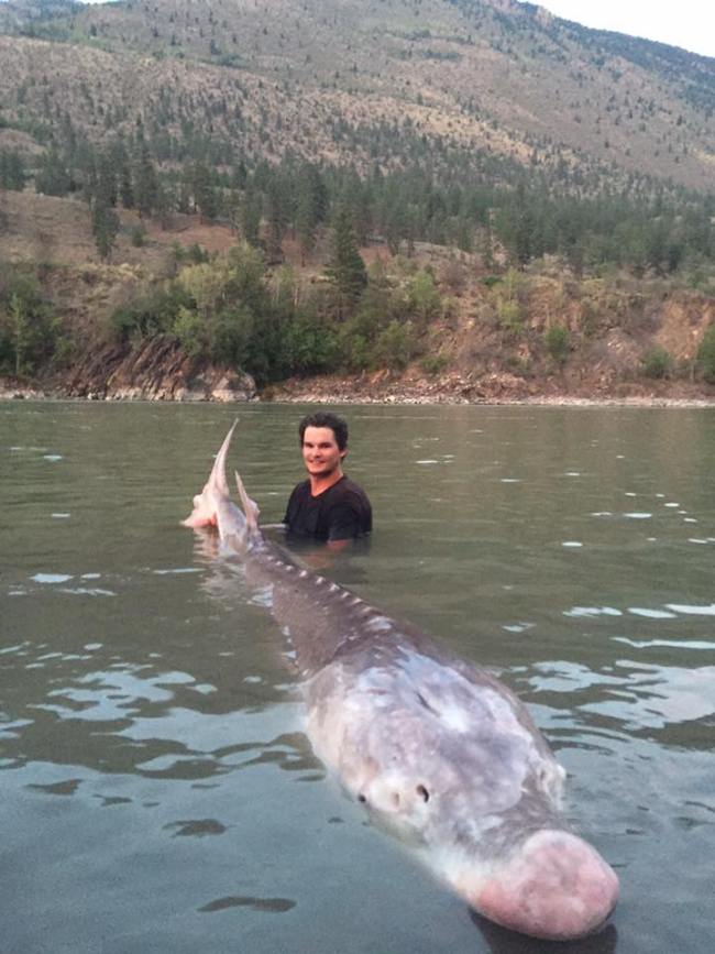 Mountain Mann Survival: Canadian Fishing Guide Catches Giant 650 ...