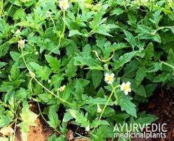 Herbal Plants- Ayurvedic Plants ( Aloe Vera/ Ghamra / Moringa oliefera ...