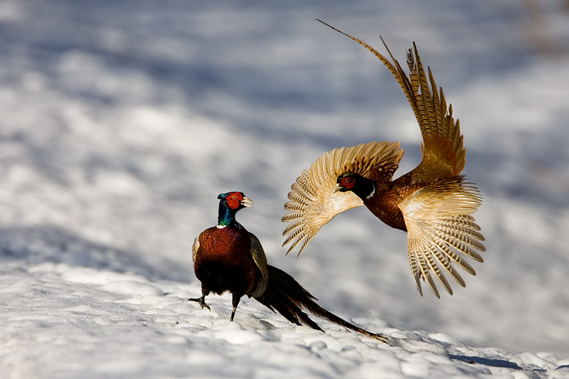 WildLife: Common Pheasant Beautiful Bird in The World