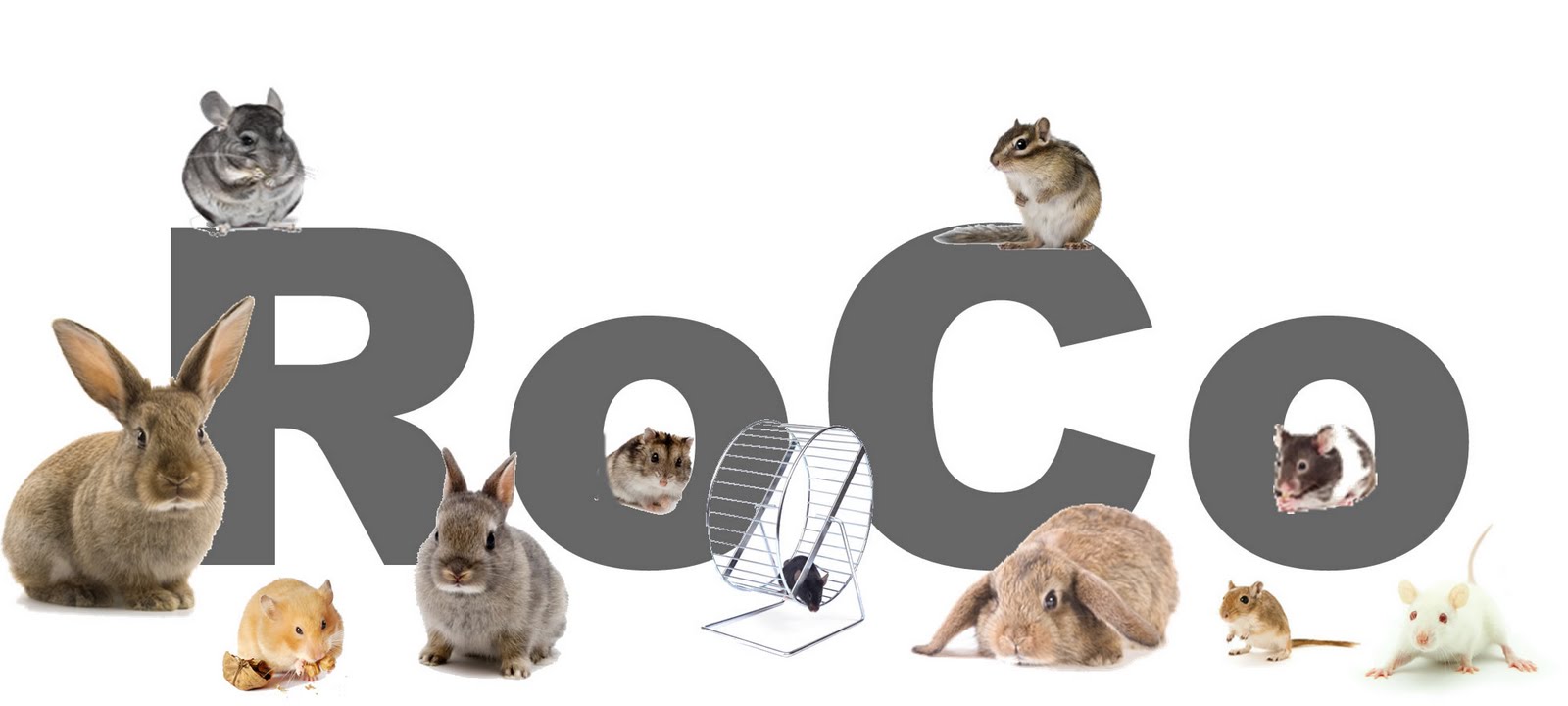 RoCo – Rodent Company | Conejos – Gerbillos – Ratas – Cuys – Ratones