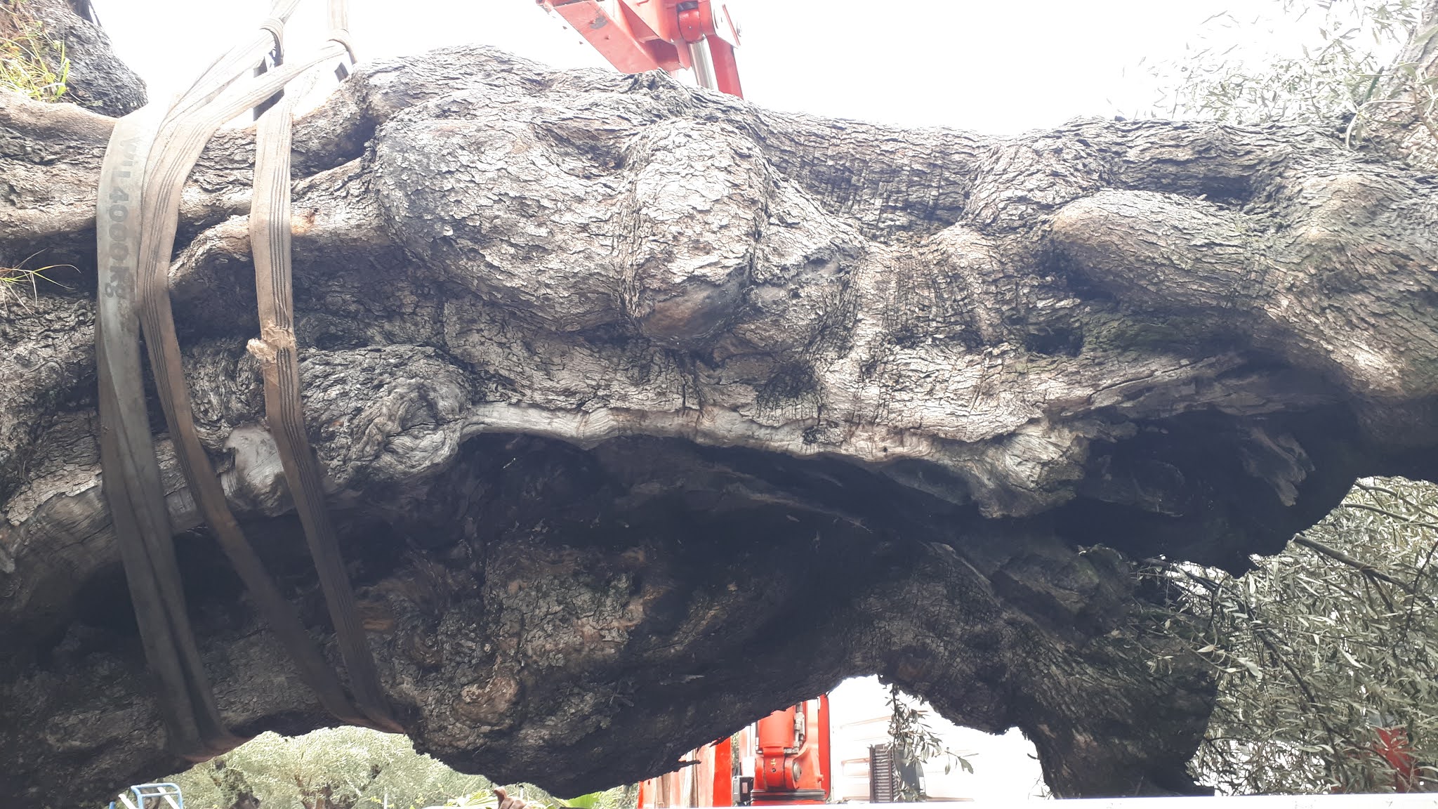 ΦΥΤΩΡΙΑ ΔΕΛΤΑ NURSERIES DELTA TREES LTD