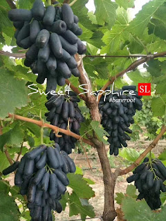 Varietas Anggur Moondrop atau Sweet Sapphire