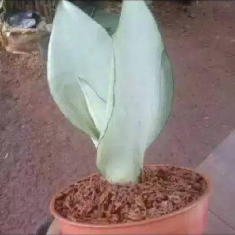 Pekebun Tanaman Hias Pohon Sensivera Moon Shine Kalimantan Timur ... Pekebun Tanaman Hias Pohon Sensivera Moon Shine Kalimantan Timur ...