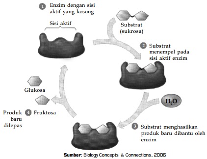 Sifat Enzim dan Struktur Enzim | Bagian Tubuh Enzim