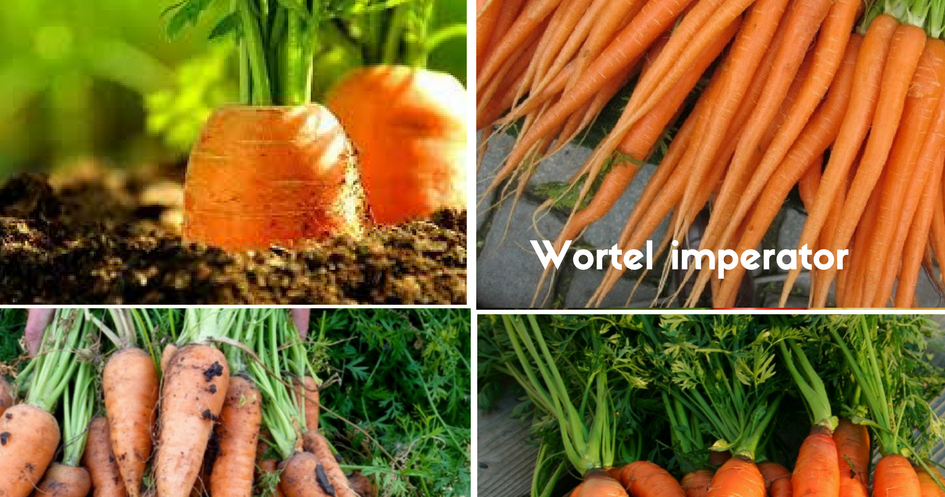 Budidaya Wortel dari mengenal , menanam sampai memanen - IDNFARMERS