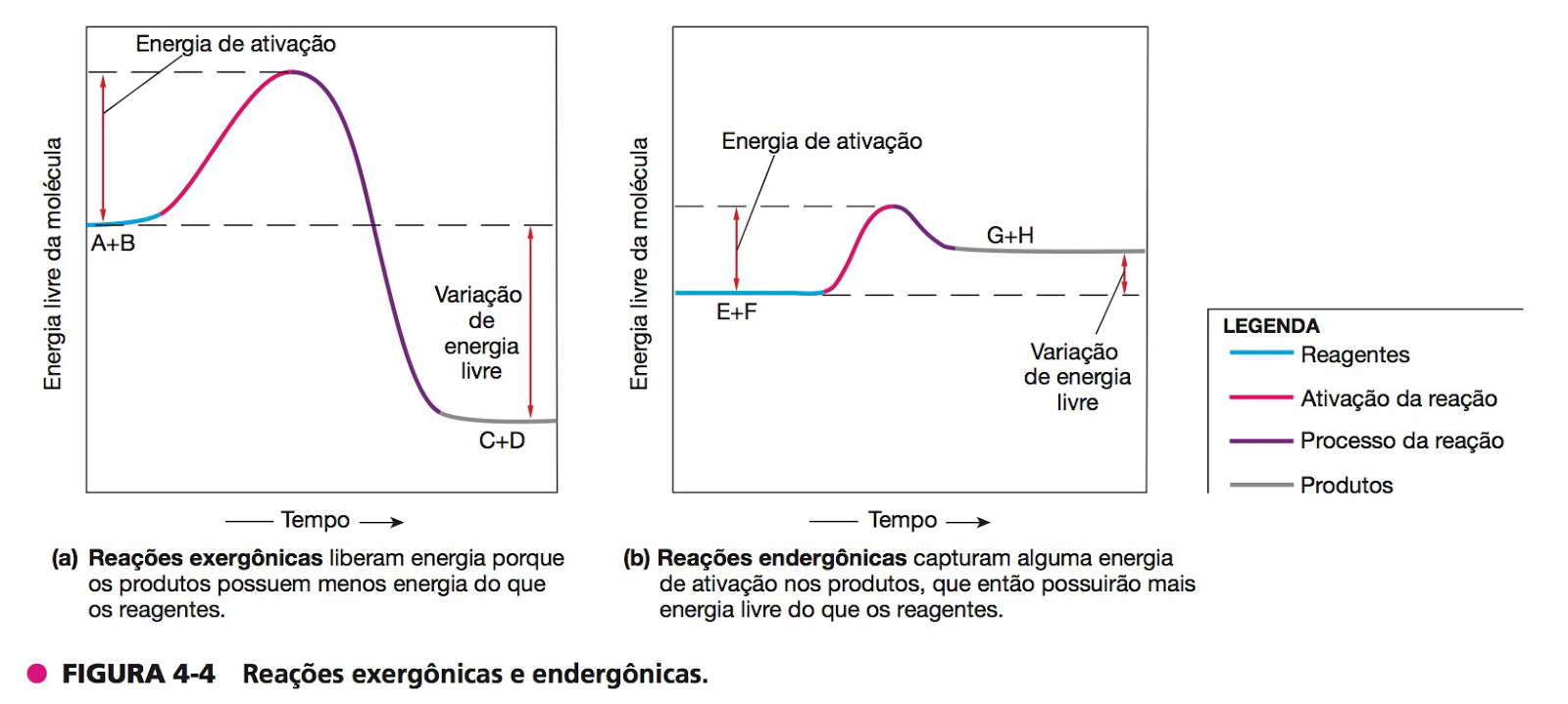 Reações exergônicas e endergônicas