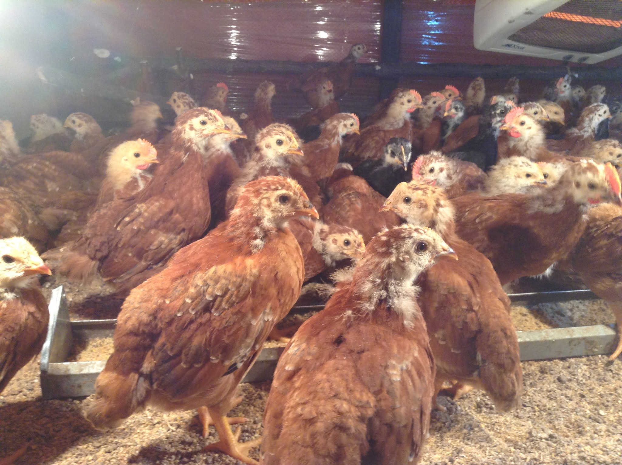 Buy Rhode Island Reds and Black Australorps Fast Growing Month Old ...