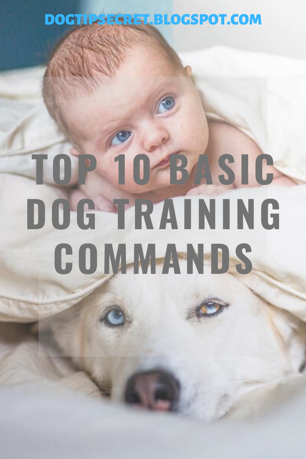 Top 10 Basic Dog Training Commands| Dog Training Tips | Dog Tips Secret