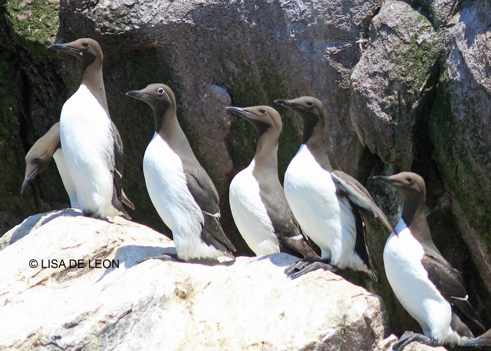 Birding with Lisa de Leon: Newfoundland Turr