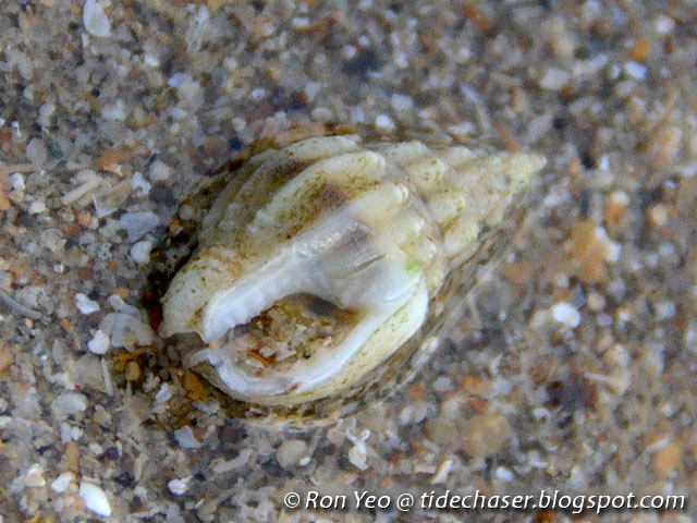 tHE tiDE cHAsER: Dog Whelks (Phylum Mollusca: Family Nassariidae) of ...