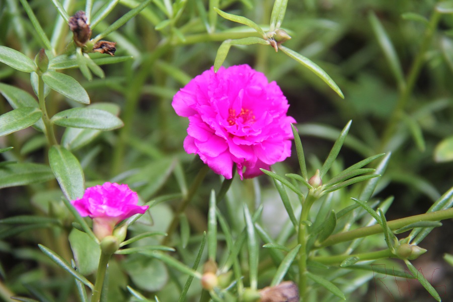 Pakar Tanaman Hias: Bunga Pukul Sembilan