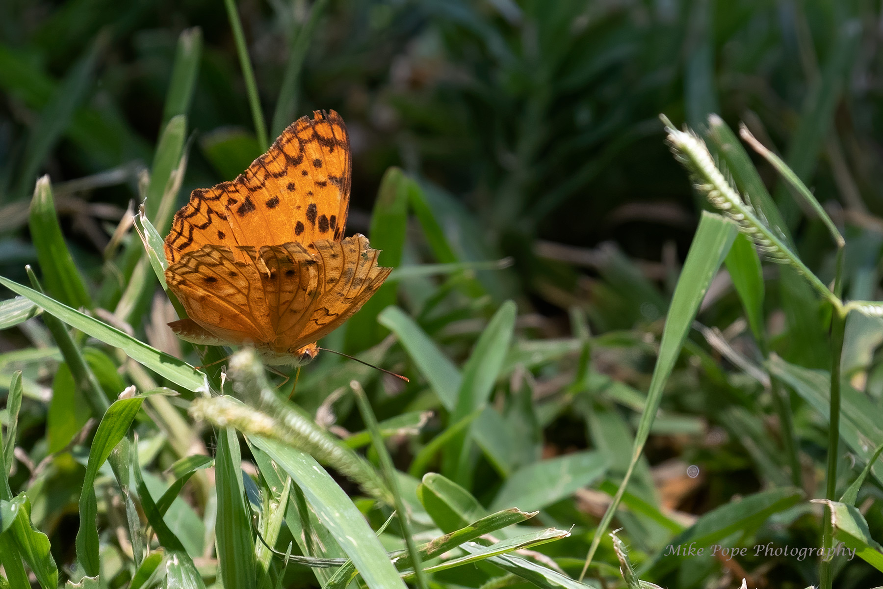 Birding | Photography | Adventure: What a Day