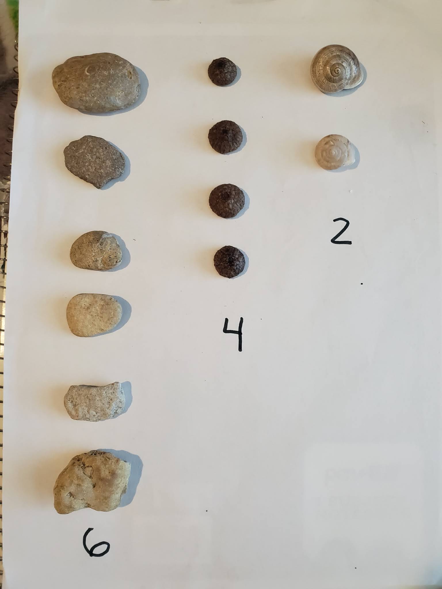 Backyard Math: Activities Using Nature Items as Manipulatives