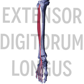 The Hip Joint: Extensor Digitorum Longus - of the anterior lower leg