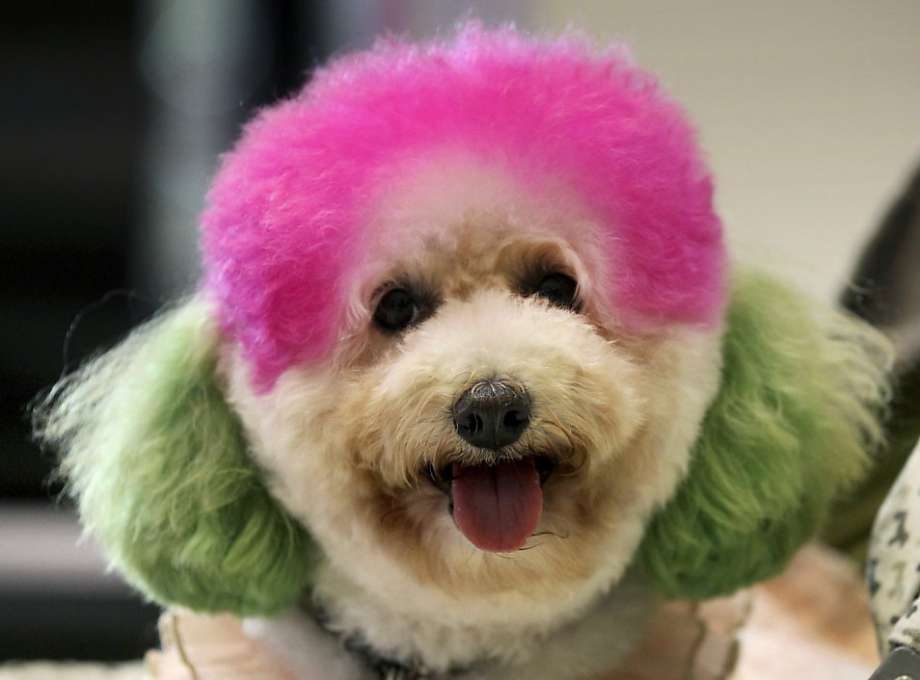 Fotos de perros verdes - Blog de imágenes