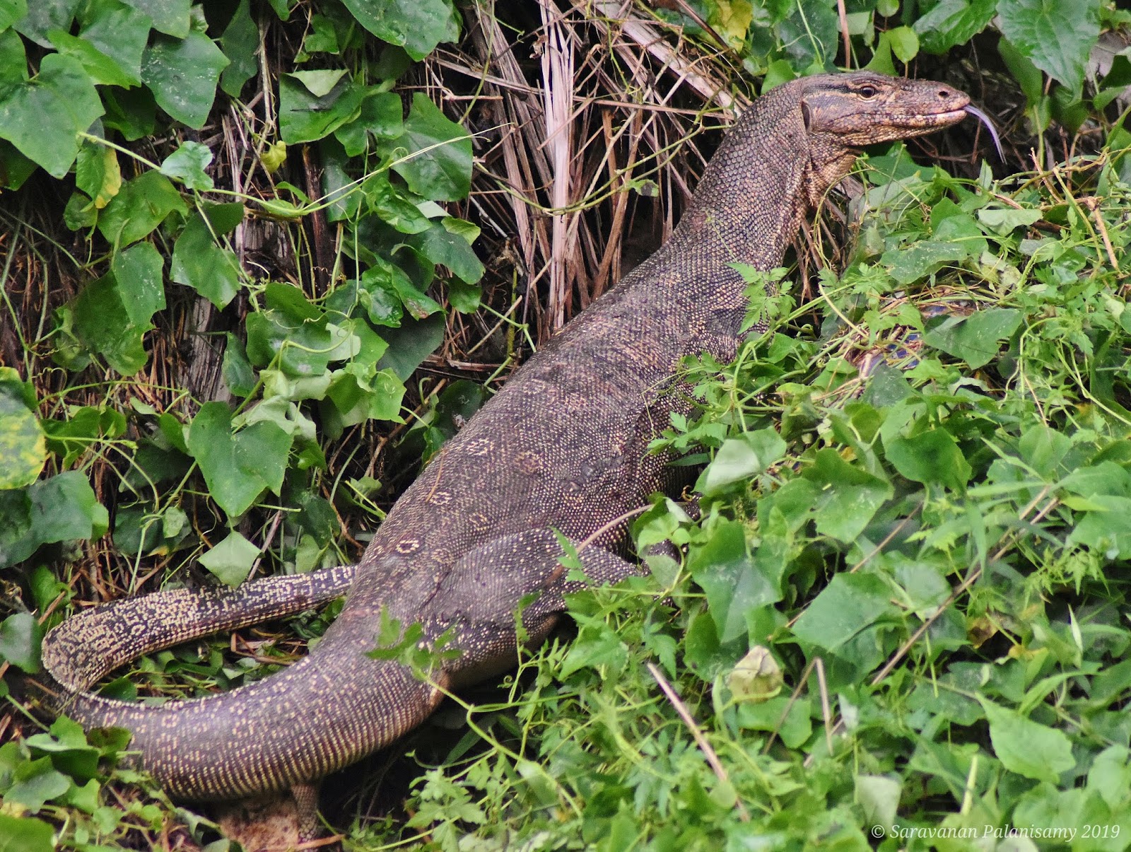 Walk With Me: 12.10.2019 Asian Water Monitor