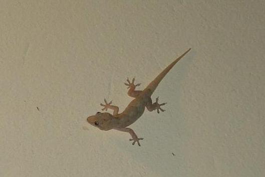 Mineira Pasárgada, Uberlândia do cerrado: Taruiras