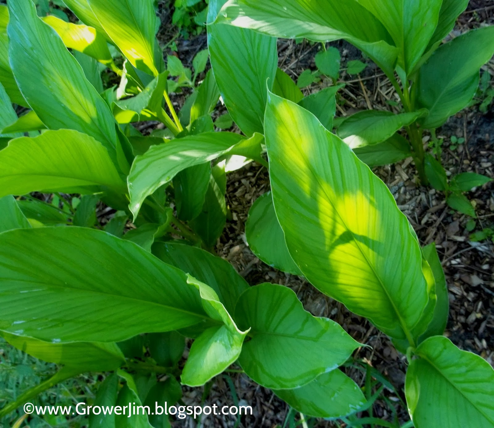 Garden Adventures: White turmeric (Curcuma zedoaria)