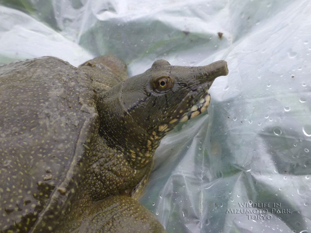 ニホンスッポン Chinese Softshell Turtle-水元公園の生き物
