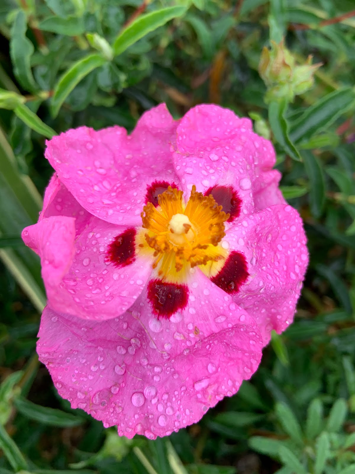 Pennsylvania Street Gardens: Plant Profile: Cistus purpureus (Orchid ...