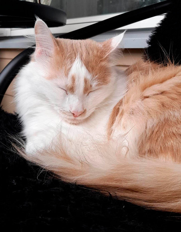 Chingum — Discover Curiosities: 16 unusual features that make these ...