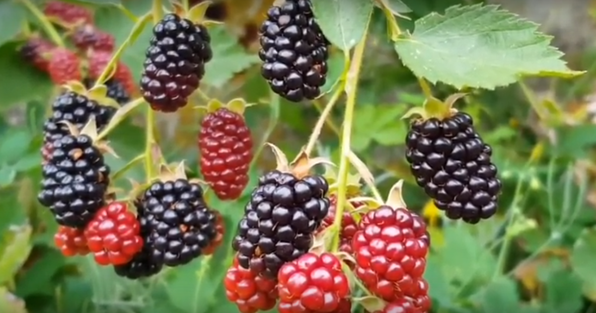 Benefits of Arbei Fruit for Health and Beauty - FRUITS