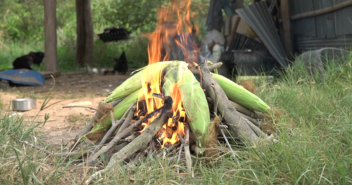 THE FOODS: Burned the corn in the plantation - The Foods
