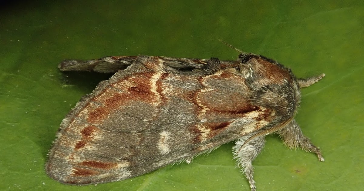 LEPIDOPTERA by Ed 3: Notodonta dromedarius