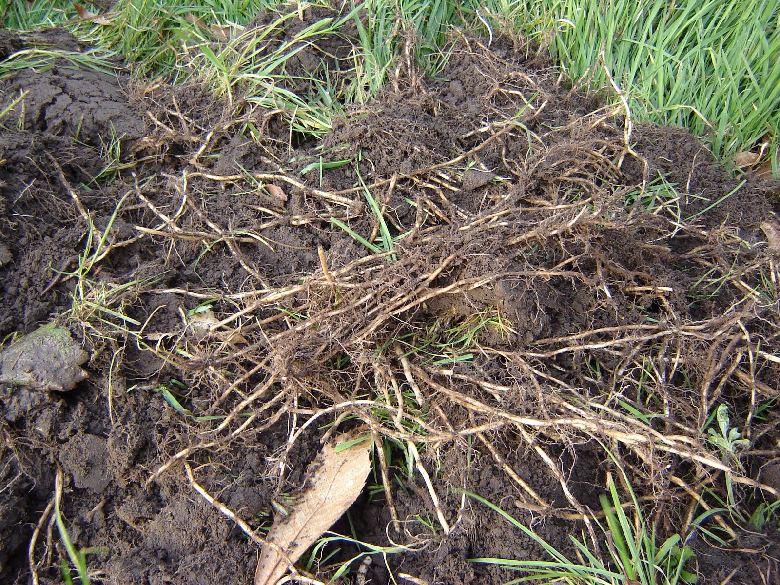 Ecotuinweetjes: Onkruid ecologisch bestrijden