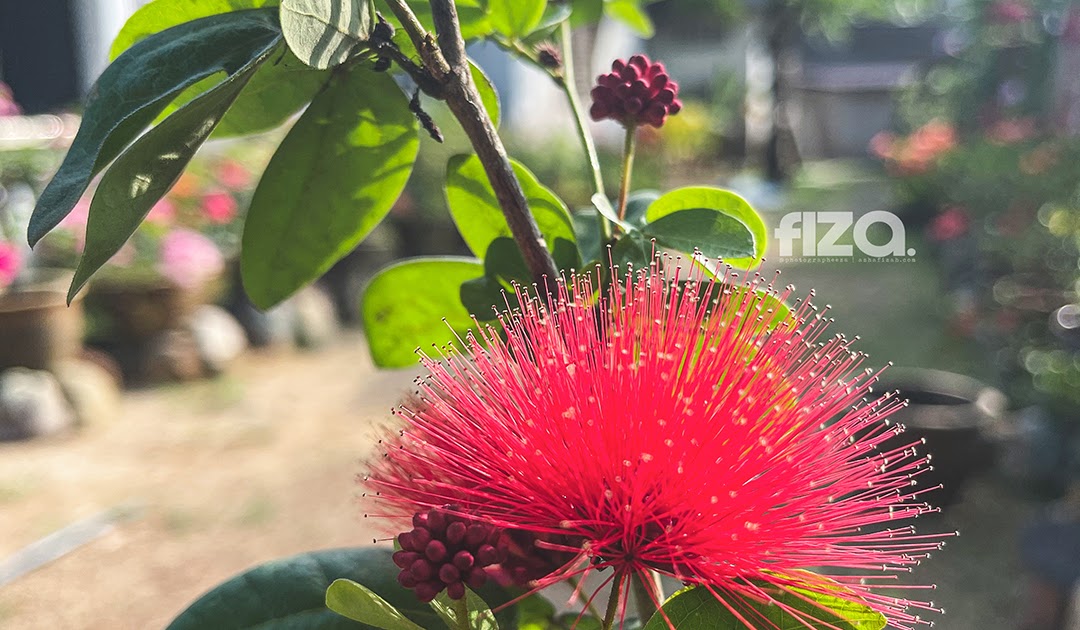 Kaliandra @Calliandra Merah, Bunga Landak Merah | Blog Sihatimerahjambu