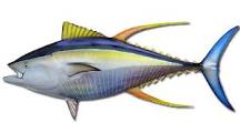 MENGENAL IKAN TUNA SIRIP KUNING (Thunnus albacares) YELLOW FIN TUNA ...