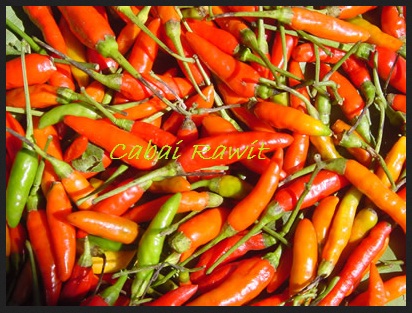 Pertanian Jawa Barat: TANAMAN CABAI