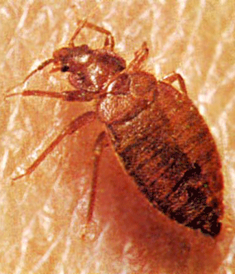 DUNIA SCABIES - Berkah Bersama Islam