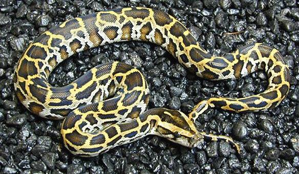 the man cave: Burmese Python