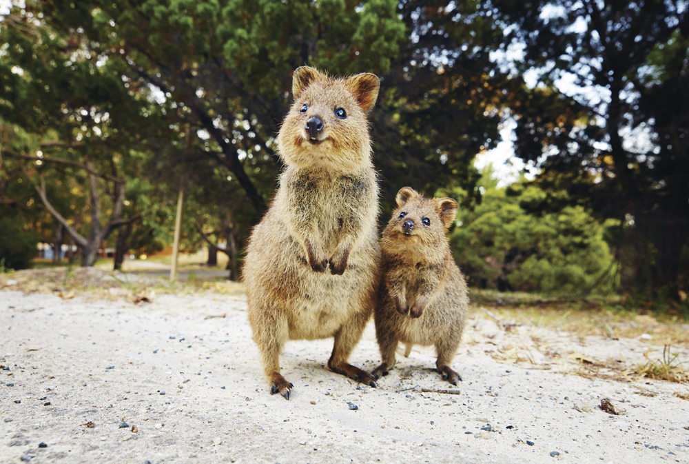 ANIMALS TIME : The 10 cutest quokkas pics (las 10 fotos más tiernas de ... ANIMALS TIME : The 10 cutest quokkas pics (las 10 fotos más tiernas de ...