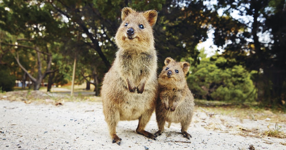 ANIMALS TIME : The 10 cutest quokkas pics (las 10 fotos más tiernas de ...