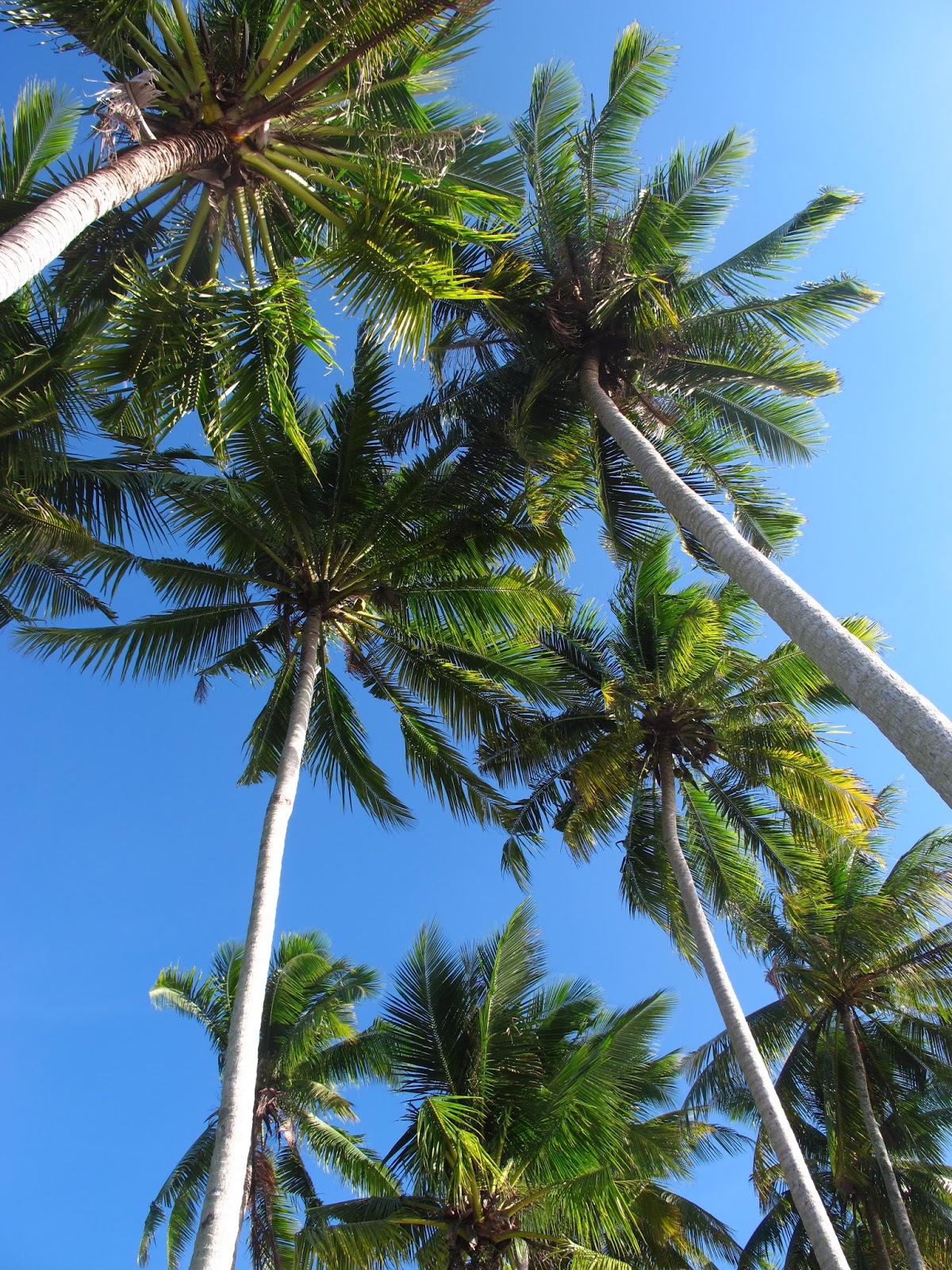 Gambar Lukisan Pokok Kelapa Sawit 33 000 Gambar Pokok - vrogue.co Gambar Lukisan Pokok Kelapa Sawit 33 000 Gambar Pokok - vrogue.co