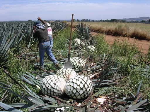 La Gran Cultura Mexicana: Tequila