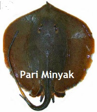 Anim Agro Technology: JENIS-IKAN PARI POPULAR