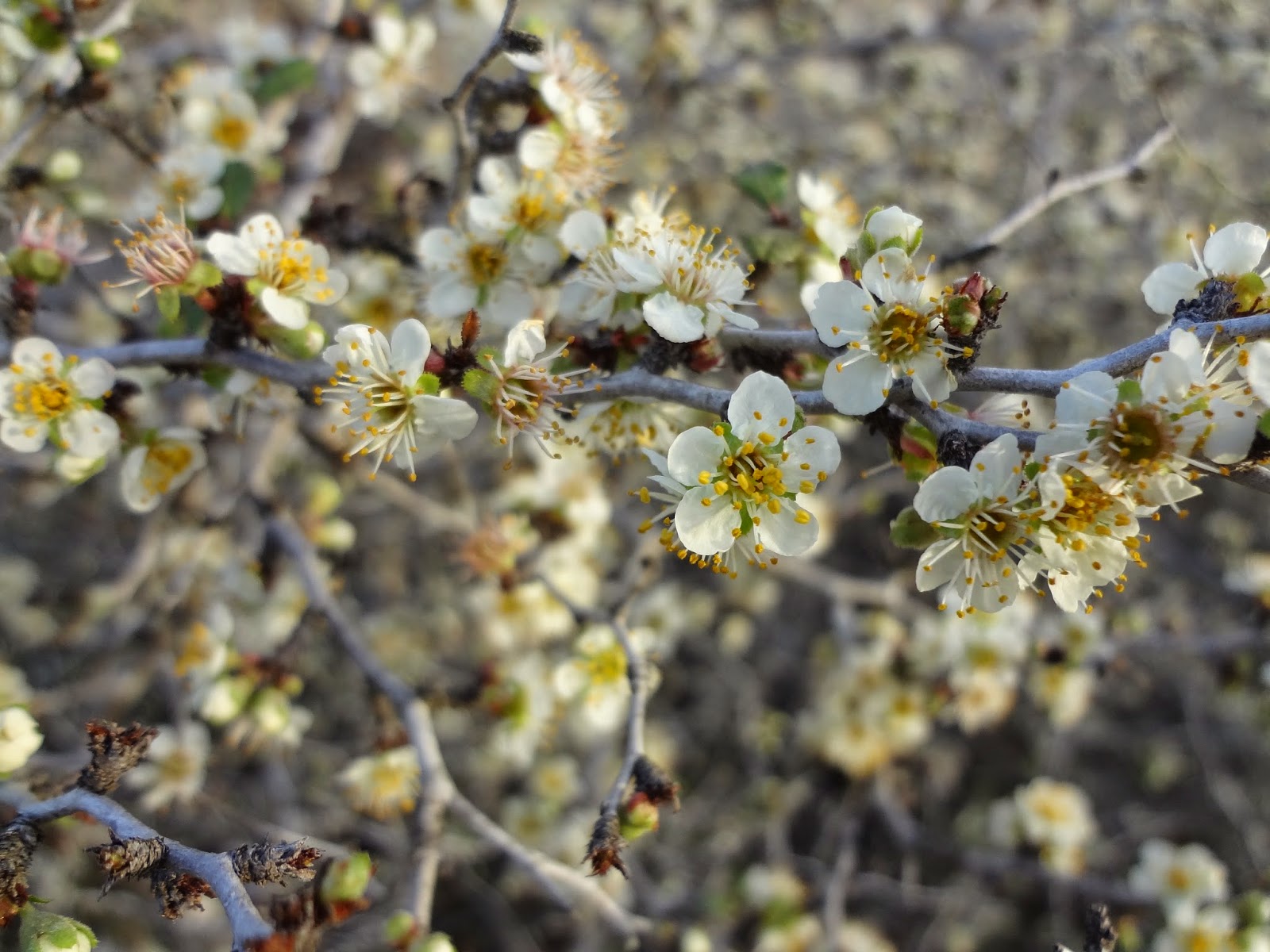Woods Roamer: Duraznillo: South Texas Wild Peach