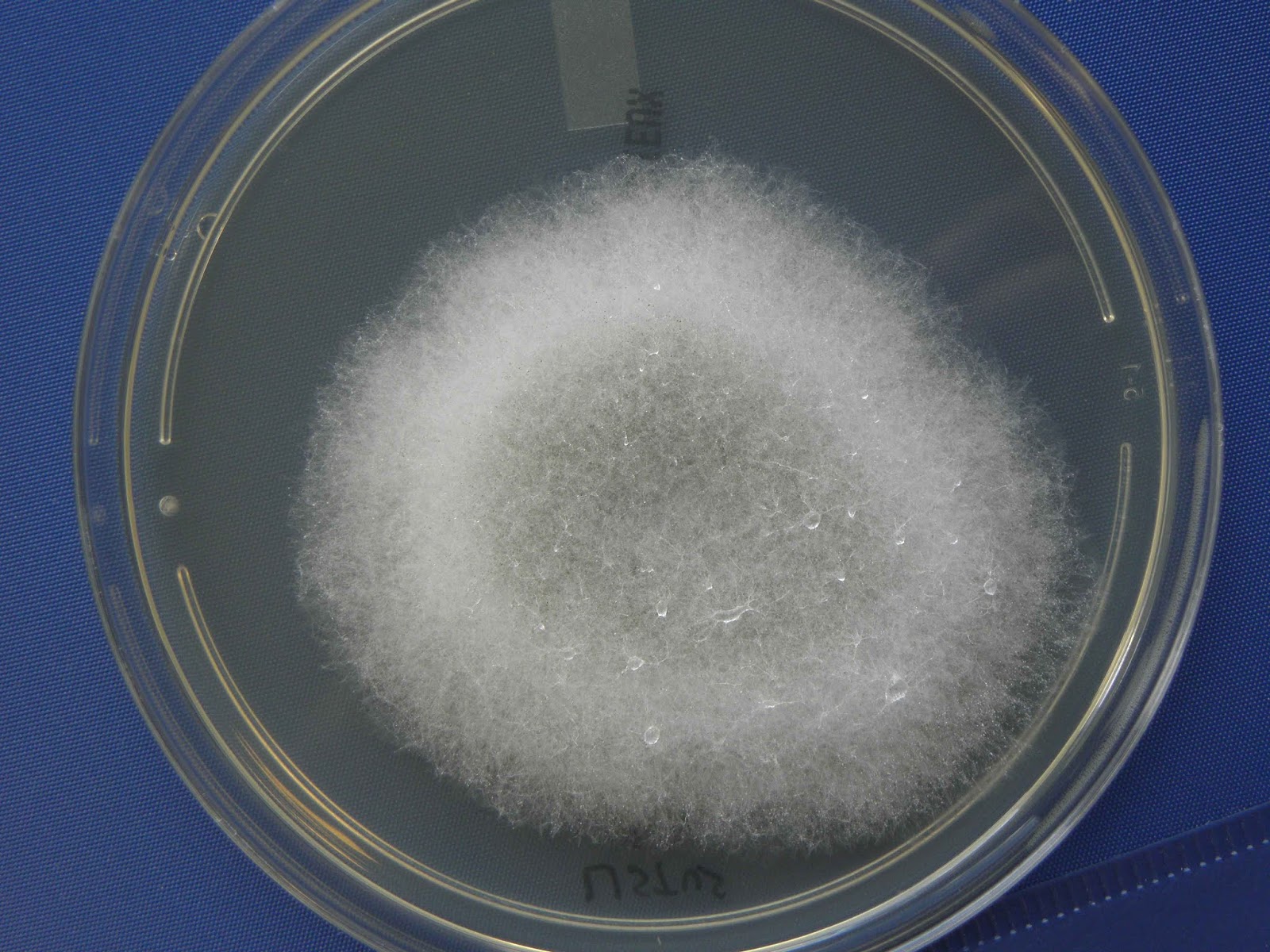 ATLAS MICOLOGIA: SYNCEPHALASTRUM RACEMOSUM