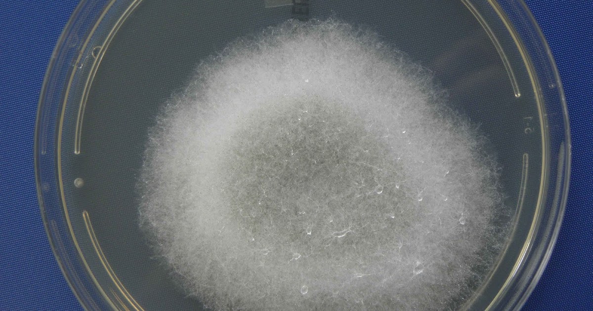 ATLAS MICOLOGIA: SYNCEPHALASTRUM RACEMOSUM