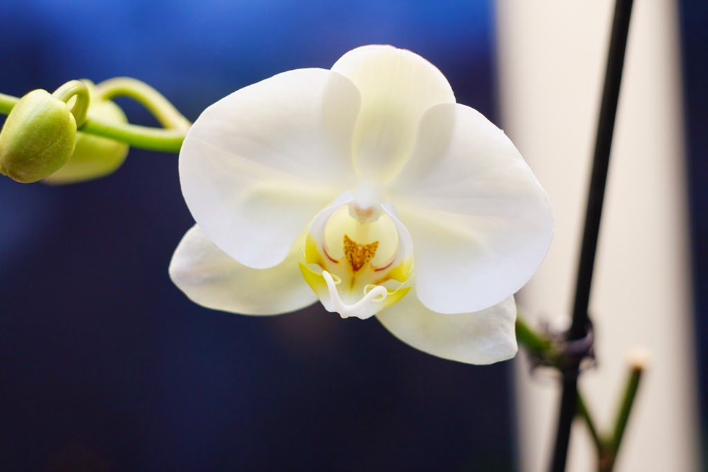 Lome orhideepäevik: Suur valge alustab...