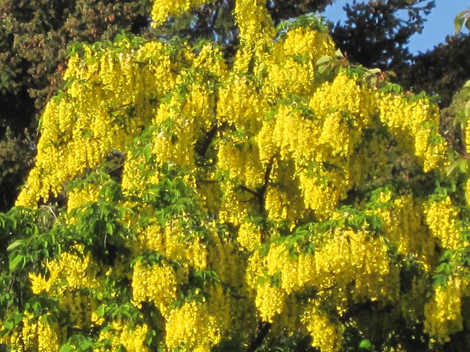 Scene Through My Eyes: Flowers