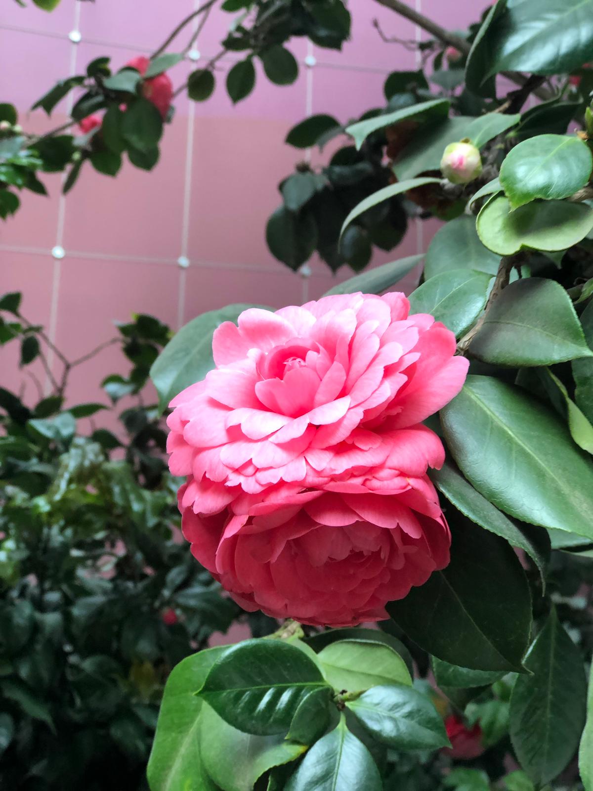 Bunga Tulip Di Gardens By The Bay , Singapura