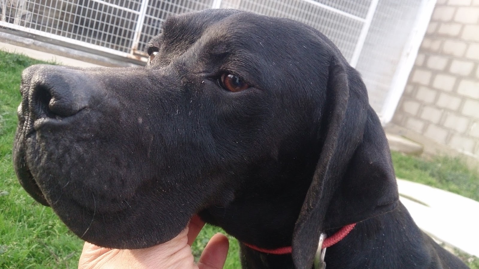 POINTER D'ALBENSE: HEMBRAS